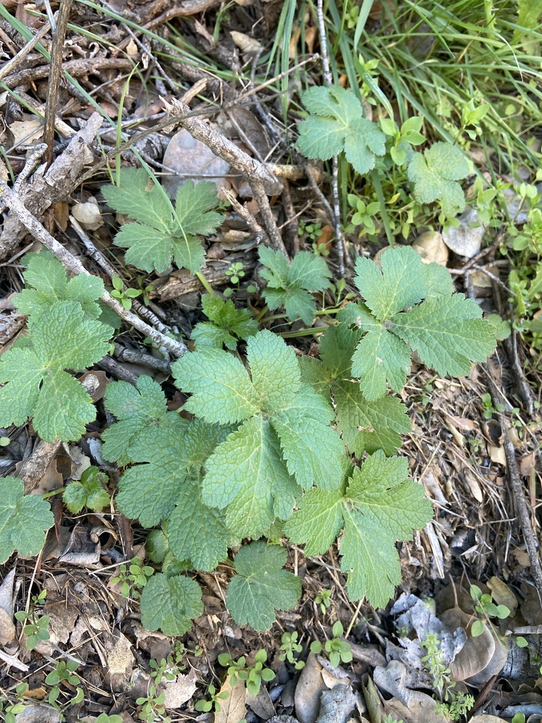 Pacific Sanicle from Malibu Creek State Park, Calabasas, CA, US on ...