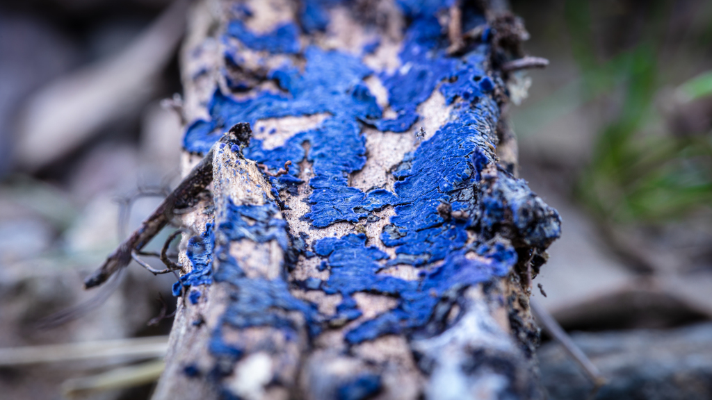 Cobalt Crust from Montseny, Barcelona, Spain on February 22, 2022 at 05 ...