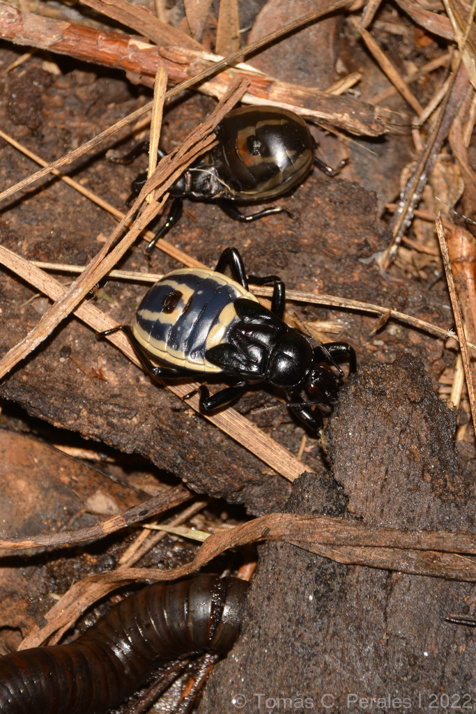 Brontostoma from Capital, AR-CB, AR on January 28, 2022 at 05:46 PM by ...