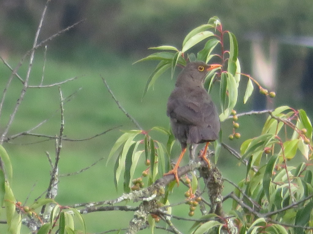 Great Thrush from Cajamarca, Peru on November 19, 2021 at 04:20 PM by ...