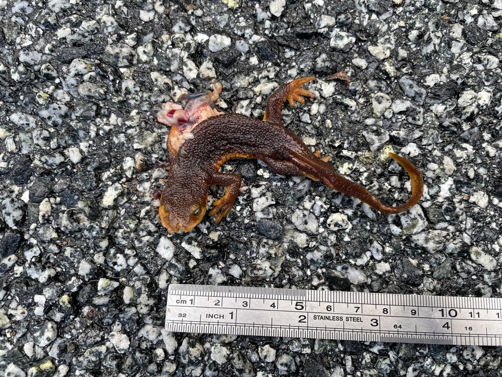 California Newt from Lexington Reservoir County Park, Santa Clara ...