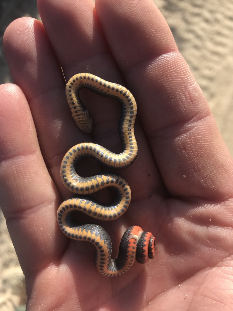 Southern Ringneck Snake from Ocala National Forest, Fort McCoy, FL, US ...