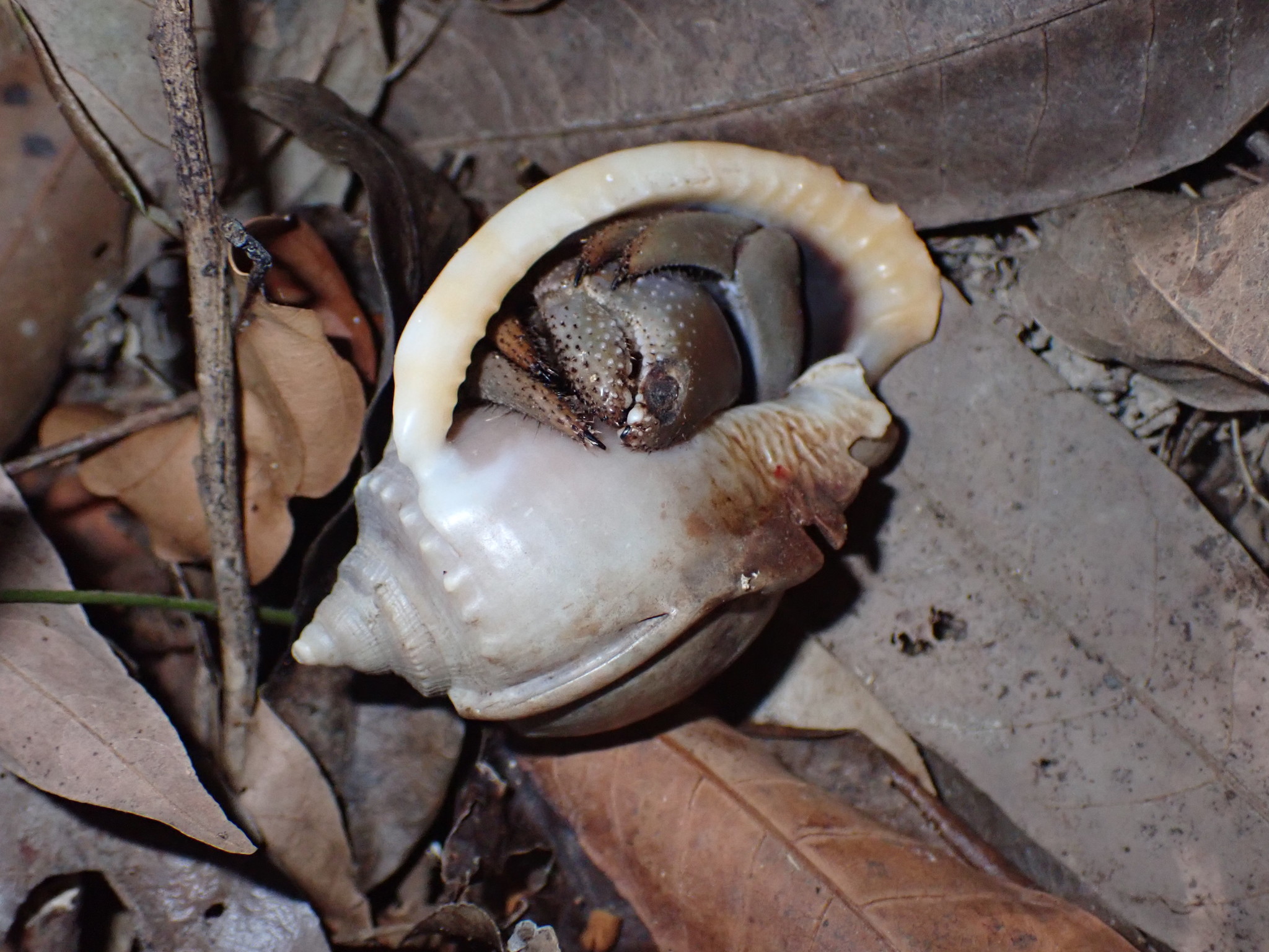 Phalium glaucum (Linnaeus, 1758)