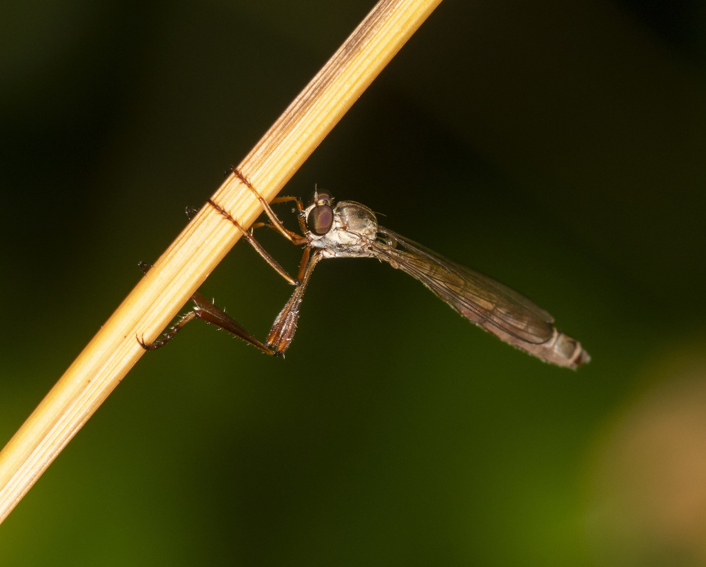 Leptogaster from Eagle Point VIC 3878, Australia on February 18, 2022 ...
