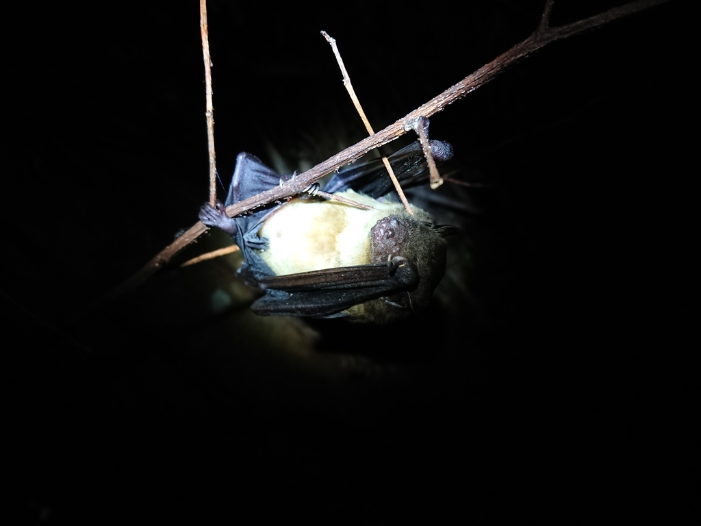 Pedan asia-kecil (Mammals of IPB University) · iNaturalist