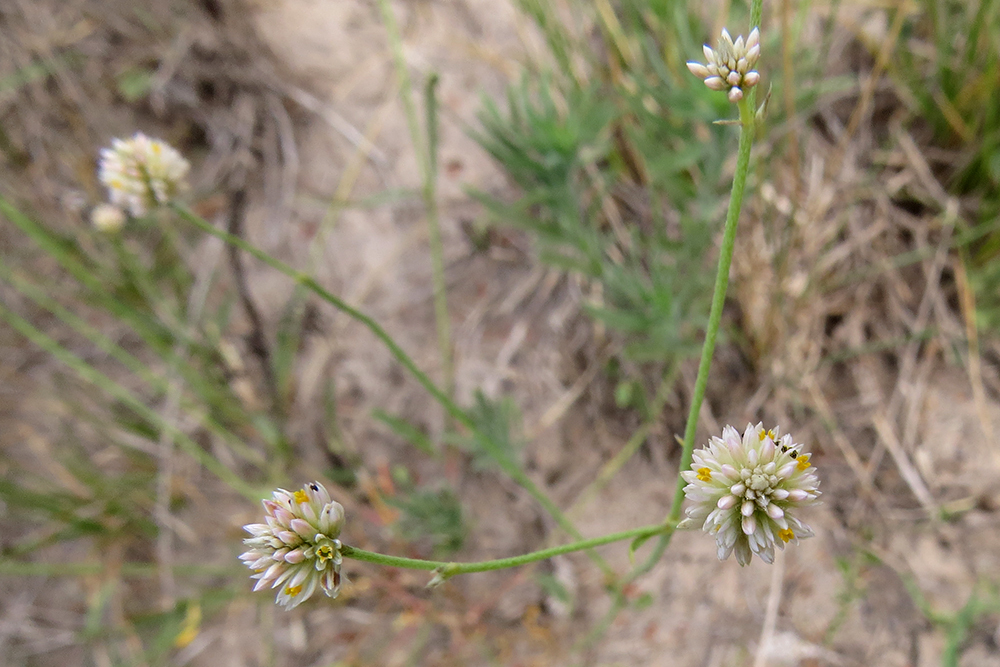 Pfaffia glomerata (Spreng.) Pedersen