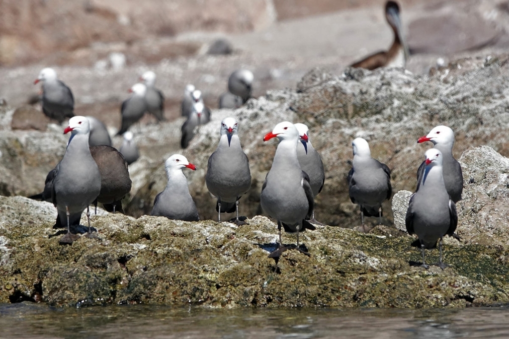 Heermann's Gull from Mexico on February 10, 2022 by makelikeanapeman ...