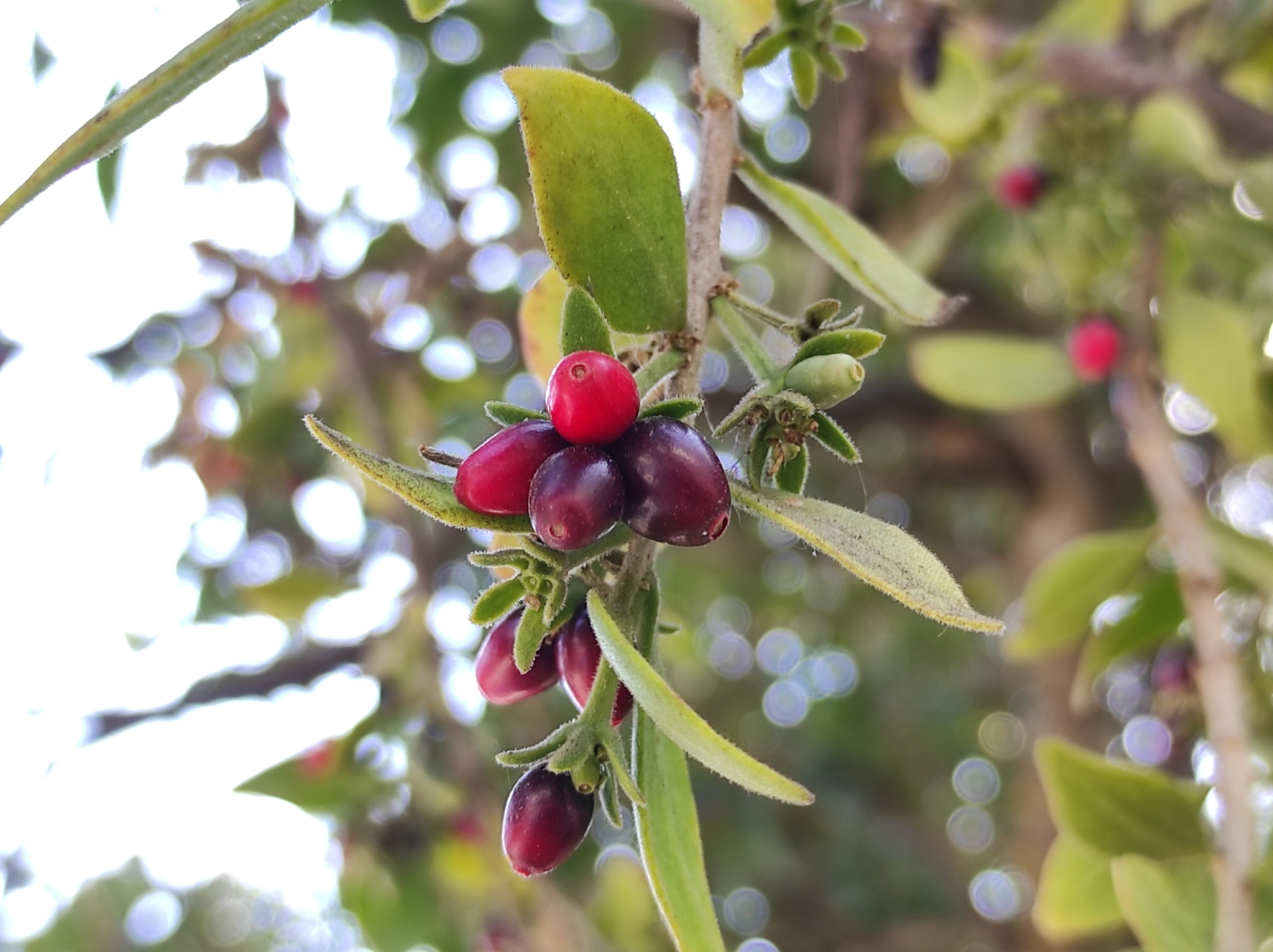 Cladocolea loniceroides (Pav. ex Tiegh.) Kuijt