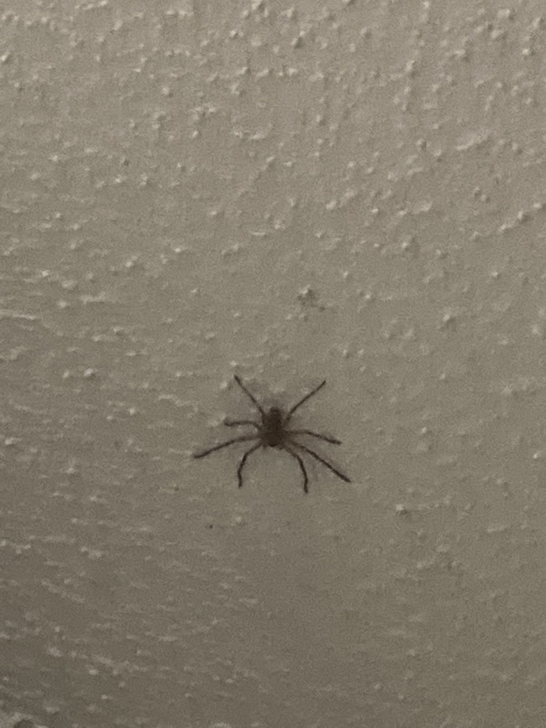 Pantropical Huntsman Spider from 新檜尾台3丁目, 堺市南区, 大阪府, JP on October 08 ...