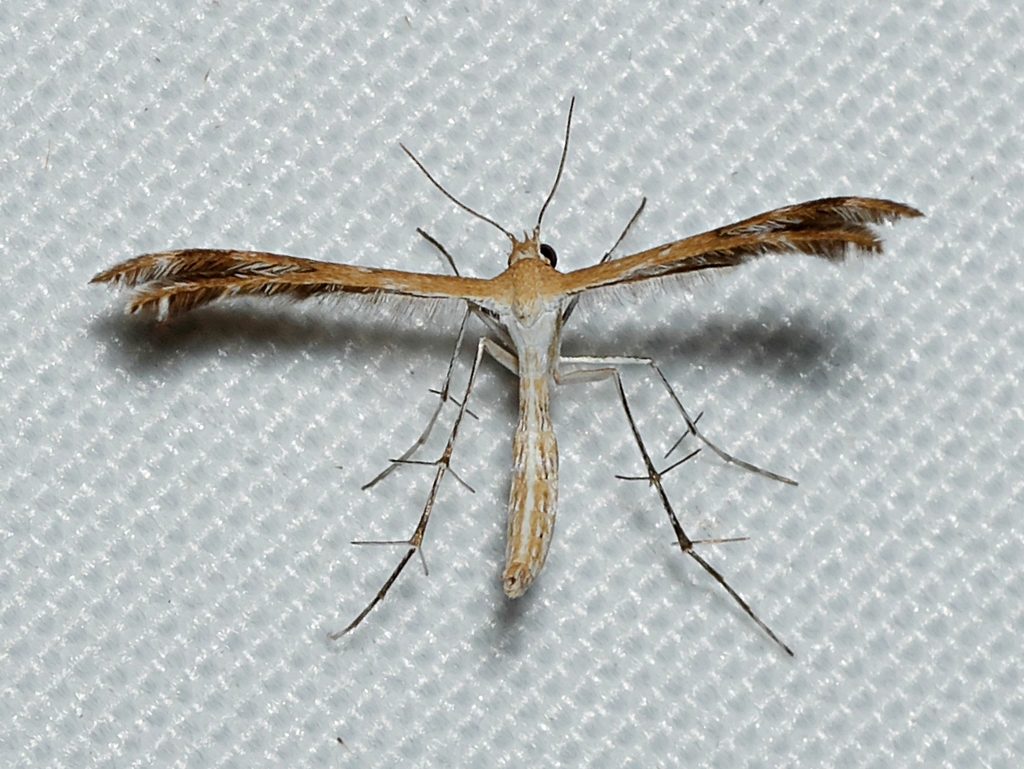 Spiderling Plume Moth from Melbourne VIC, Australia on February 22 ...