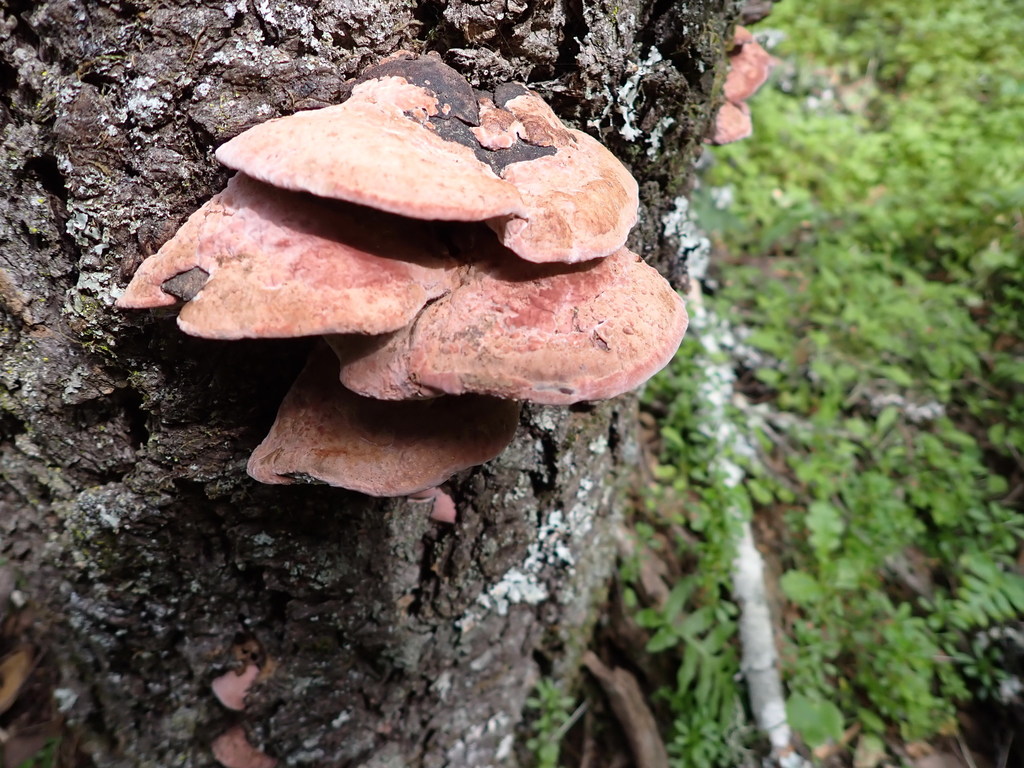 Rosy Conk from Marin County, CA, USA on January 18, 2022 at 11:08 PM by ...