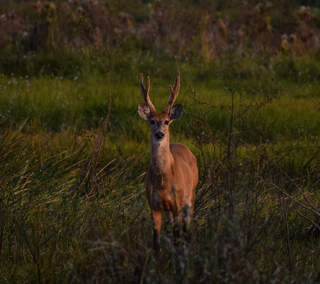 Marsh Deer in August 2021 by Martinez-Diaz M · iNaturalist