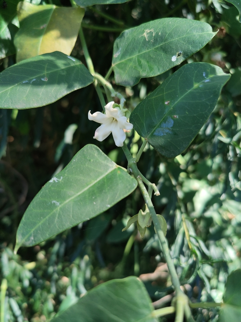 Moth Vine from Bulleen VIC 3105, Australia on February 23, 2022 at 11: ...