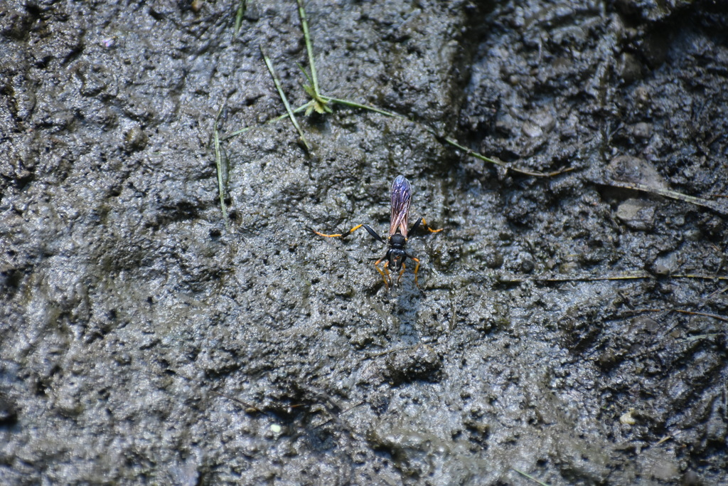 Yellow-legged Mud-dauber Wasp from Erie, Pennsylvania, United States on ...