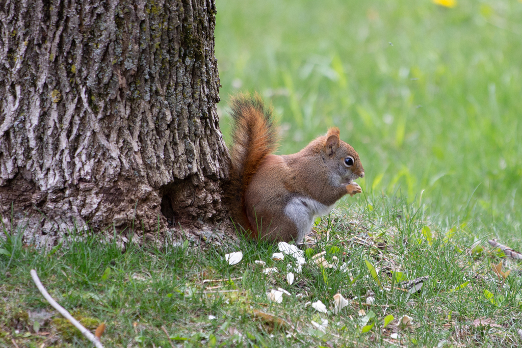 American Red Squirrel from Durham, Ontario, Canada on April 25, 2021 at ...