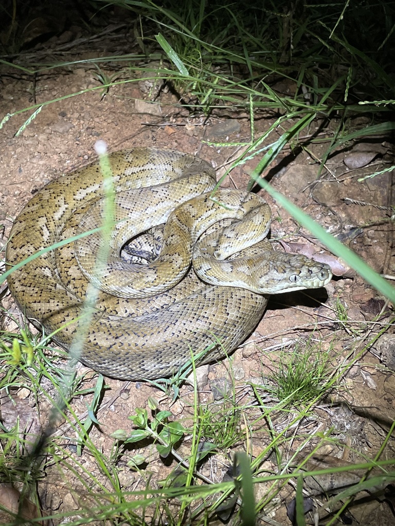 Coastal Carpet Python in February 2022 by indrabone · iNaturalist