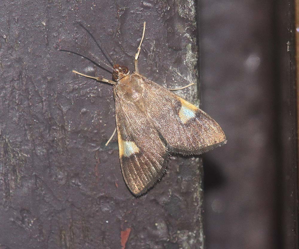 Patania concatenalis from Hin Tok, Ron Phibun District, Nakhon Si ...