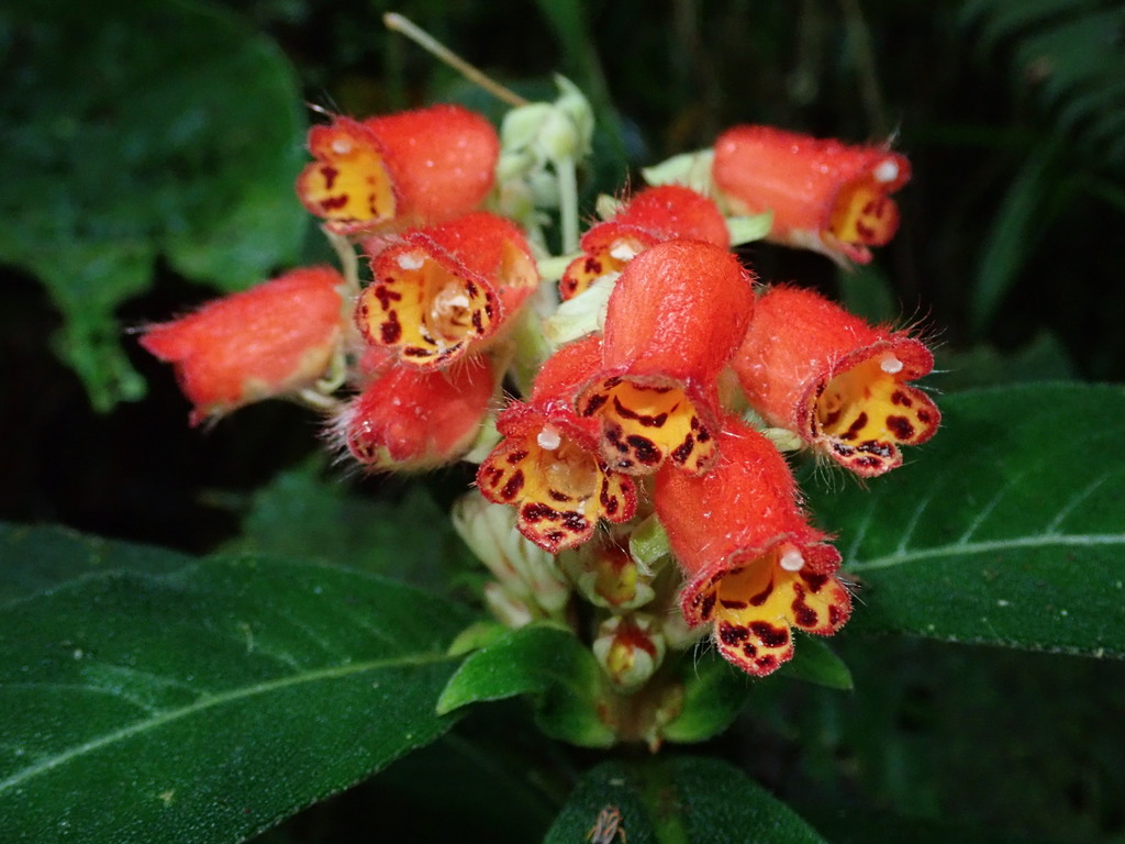 Pearcea from Archidona Canton, Ecuador on January 13, 2022 at 09:36 PM ...