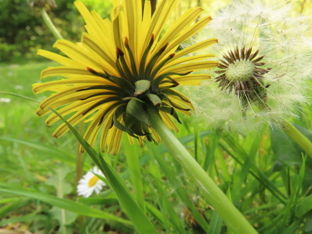 common dandelion (Common Southern New York Plants/Trees) · iNaturalist