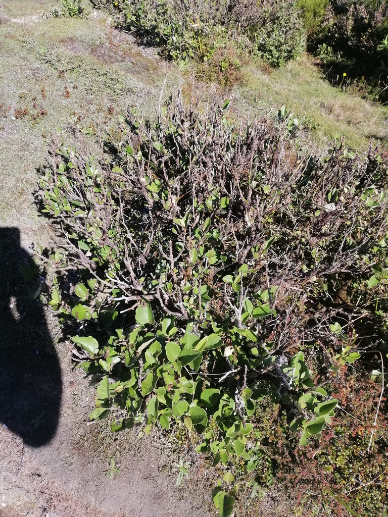 Common tree daisy from Waitomo District, Waikato, New Zealand on ...