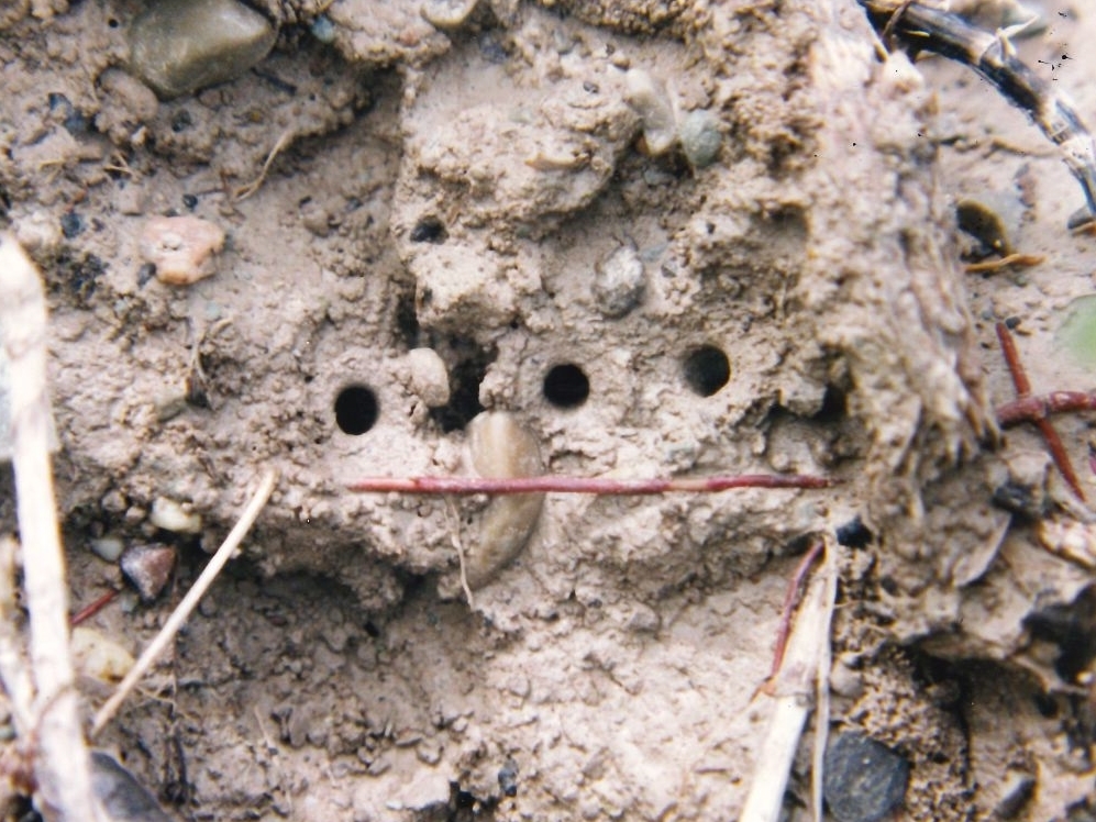 Common Claybank Tiger Beetle from South Milwaukee, WI 53172, USA on May ...