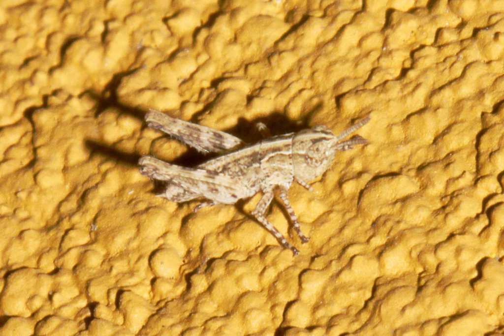 Orphulella punctata from Ituzaingó, AR-CN, AR on February 22, 2022 at ...