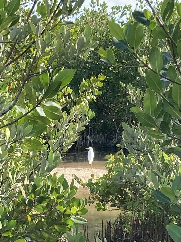 Great Egret from Gulf of Mexico, FL, US on February 21, 2022 at 03:27 ...