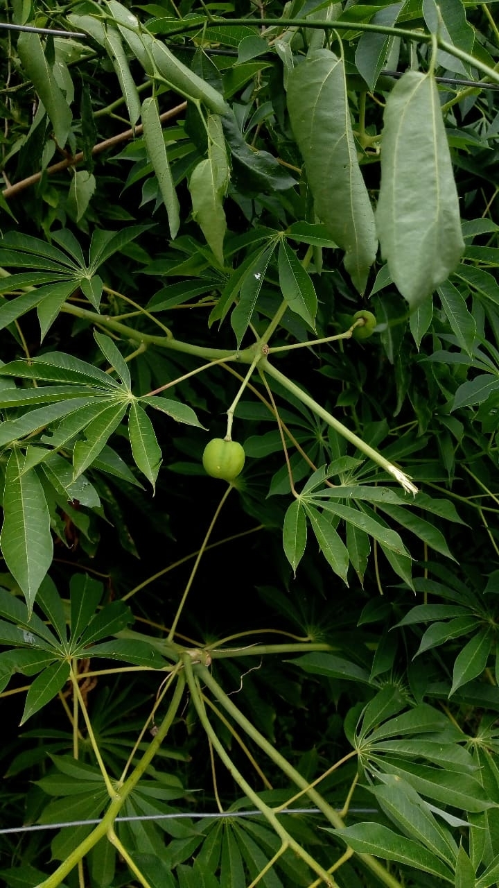 Hardy Tapioca Plant