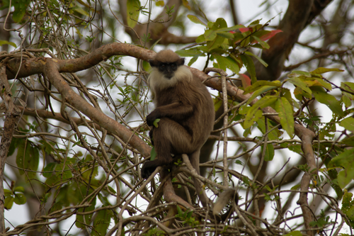 Dry Zone Purple-faced Langur (Subspecies Trachypithecus vetulus ...