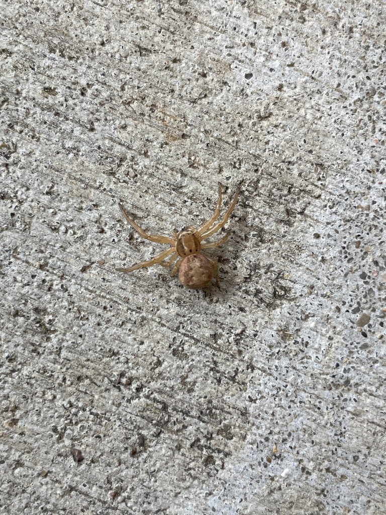 Ground Crab Spiders from Georgetown Rd, Lexington, KY, US on June 18 ...