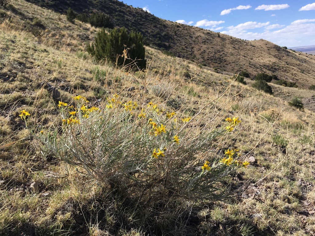 threadleaf groundsel from 88341, Nogal, NM, US on May 15, 2018 at 04:32 ...