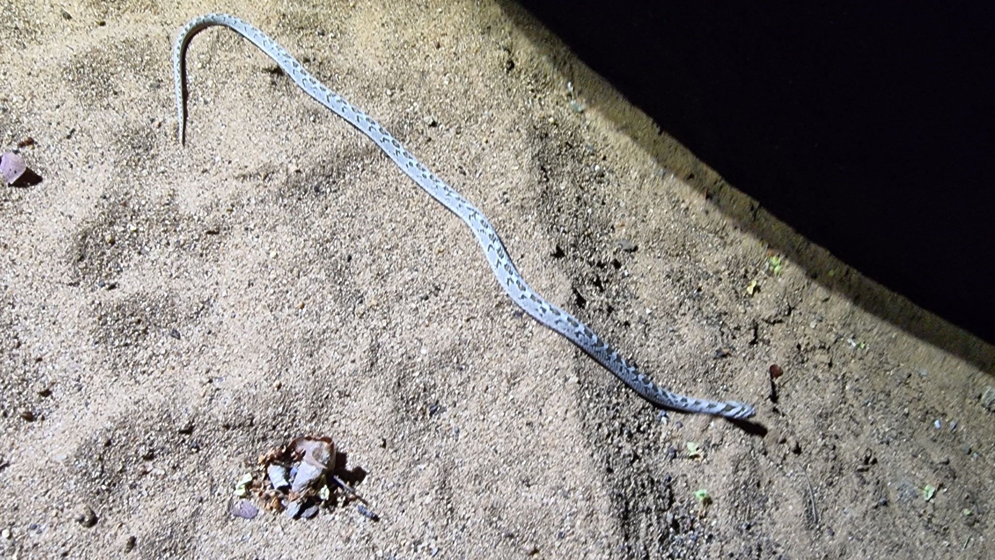 Dasypeltis scabra (Linnaeus, 1758)