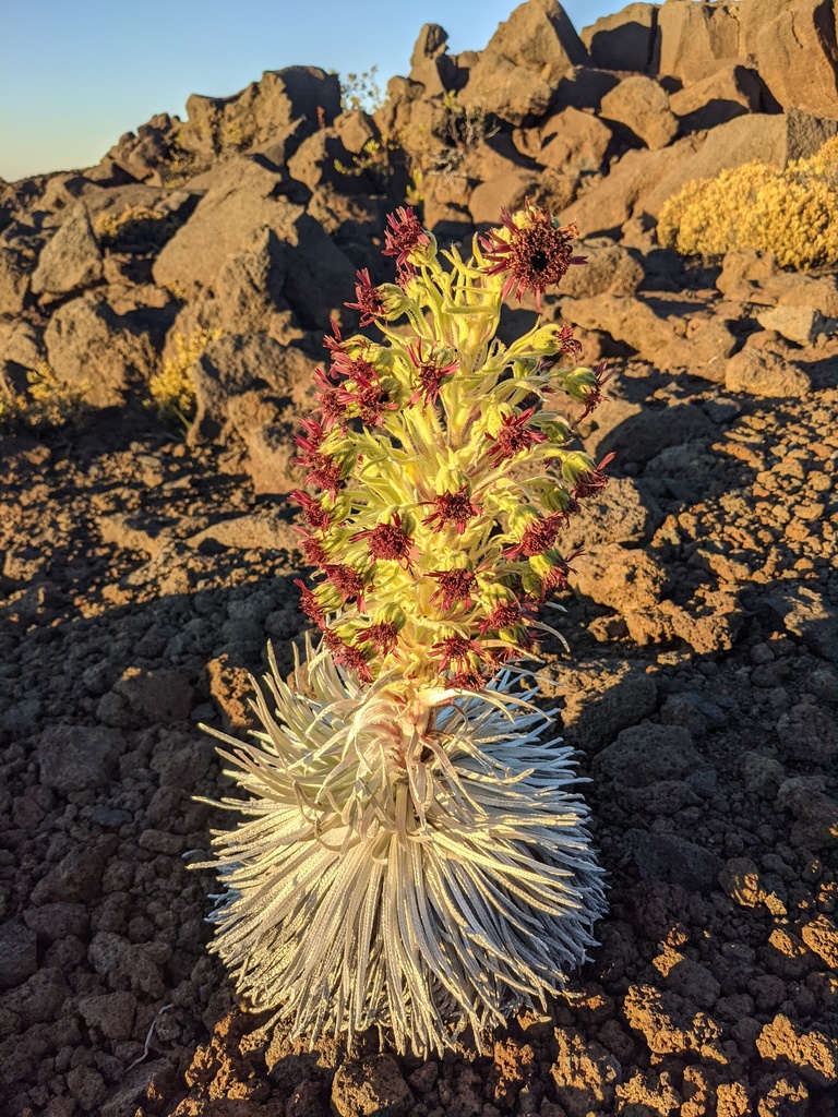 tarweeds, silverswords, and allies (Madieae) - Botanical Realm