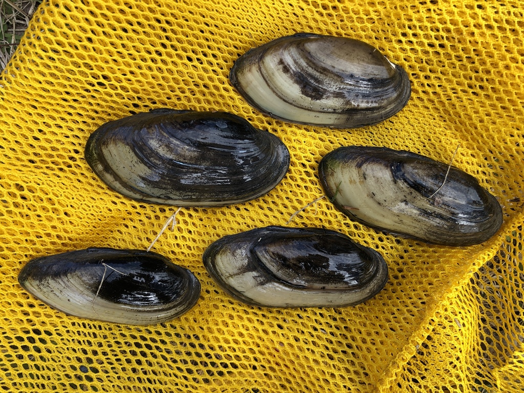 Yellow Sandshell in February 2022 by Clifton Ladd, C.W.B. · iNaturalist