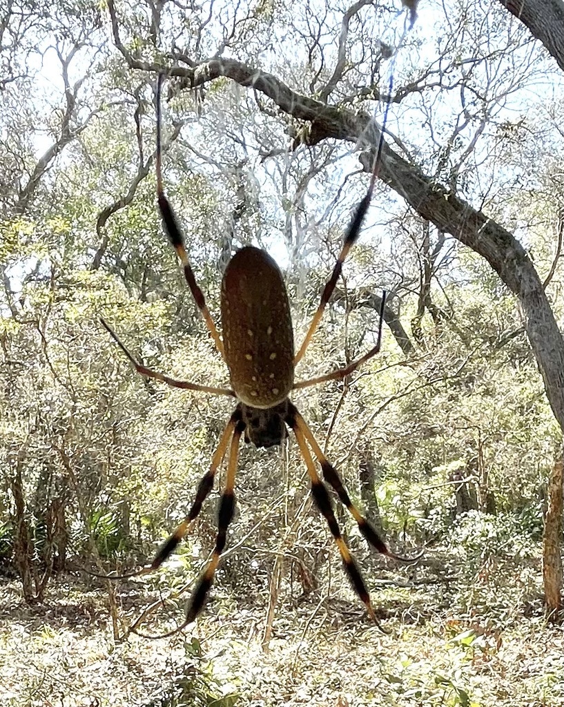 Golden Silk Spider from Ponte Vedra Beach, FL, US on February 22, 2022 ...