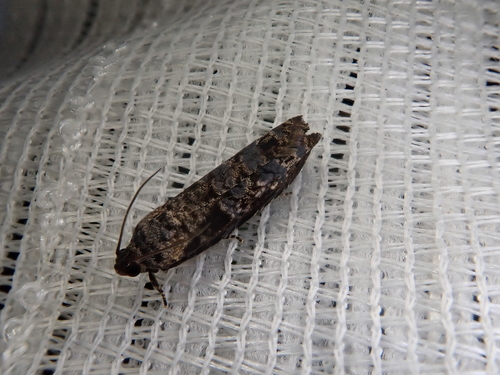 Epiblema inconspicua · iNaturalist
