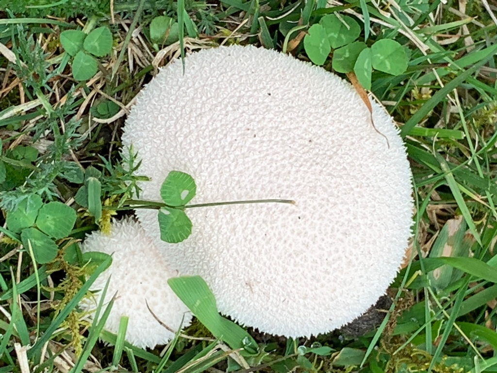 Meadow Puffball from Bamfords Road, Teddington, Canterbury, NZ on ...