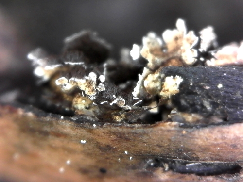 Diderma rufostriatum · iNaturalist