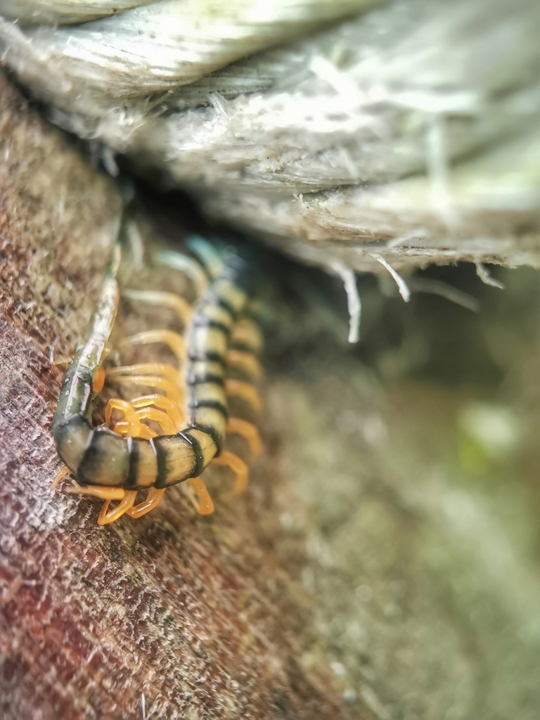 Pacific Giant Centipede from Bishan, Singapore on February 7, 2022 at ...
