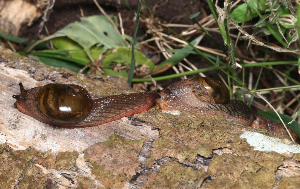 Crimson Foot Semi-slug in January 2022 by juliegraham173. The one in ...