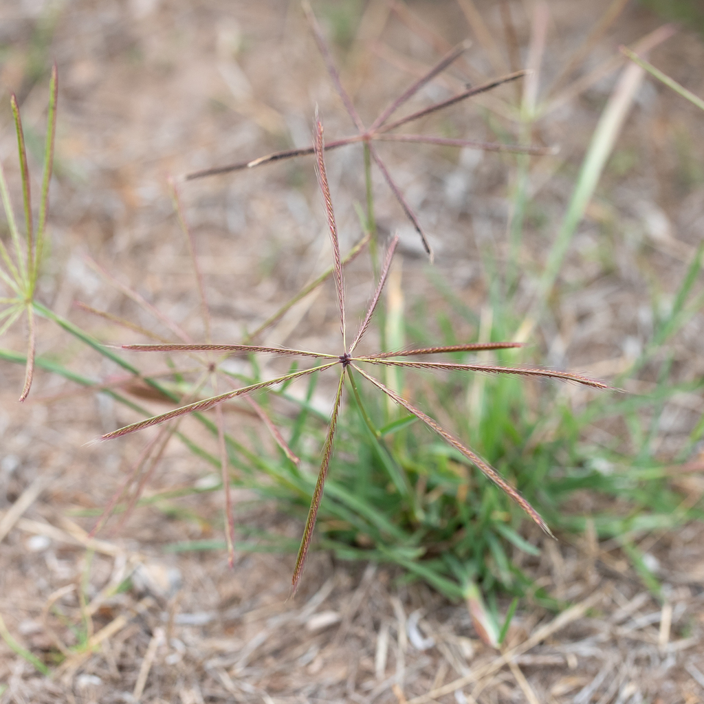 black windmill grass from Edithburgh SA 5583, Australia on February 17 ...