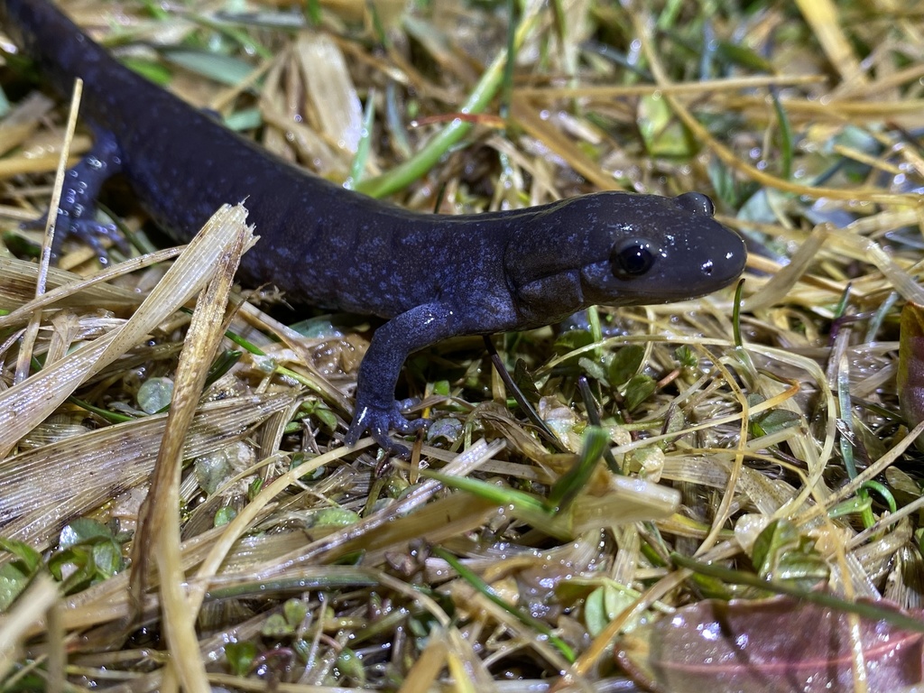 Jefferson Salamander in February 2022 by Nick · iNaturalist