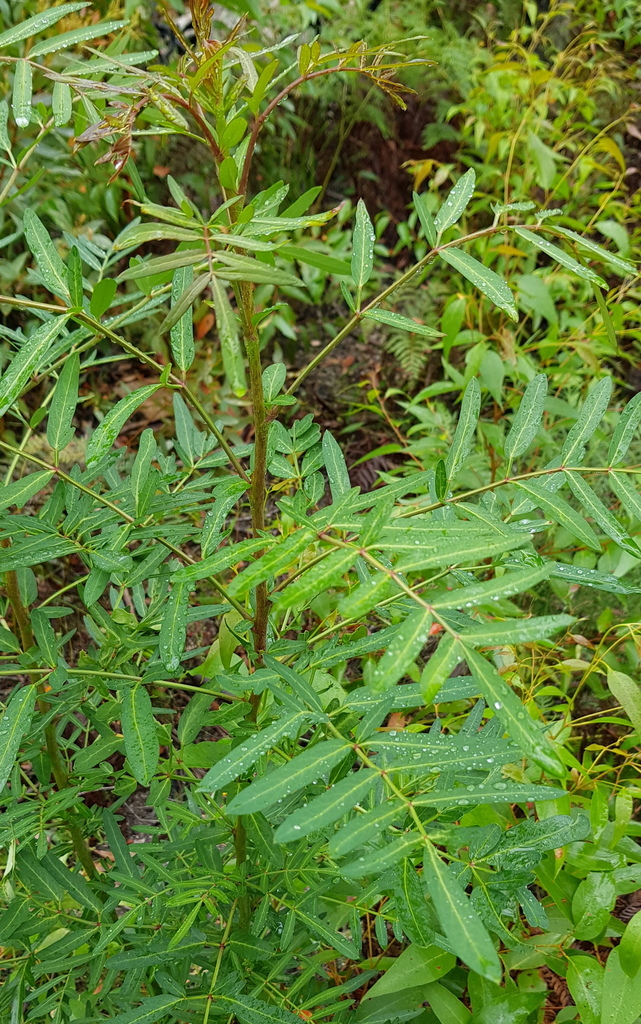 Elderberry Panax from badja nsw on February 23, 2022 by Paula Boer ...