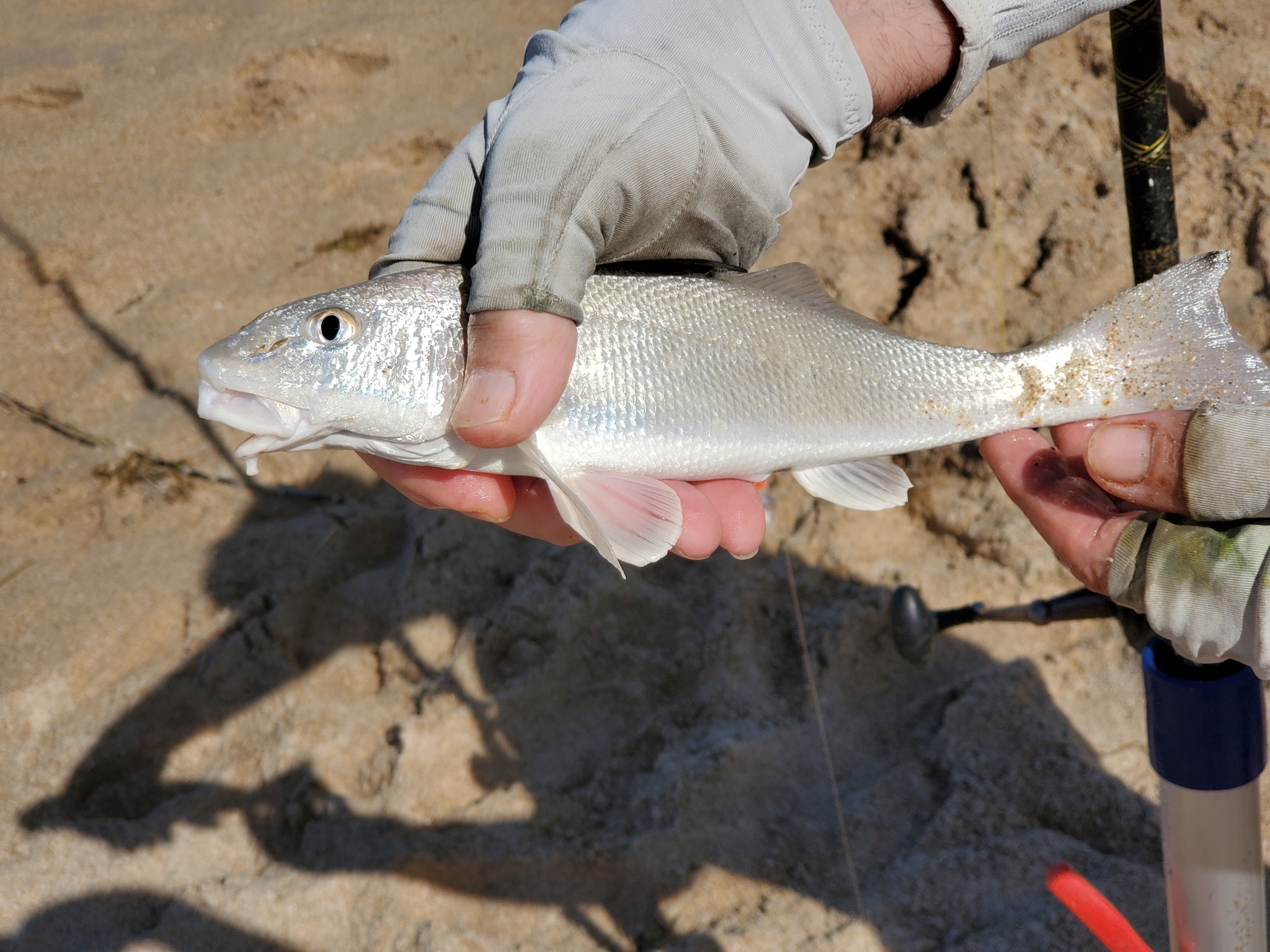Menticirrhus littoralis (Holbrook, 1847)