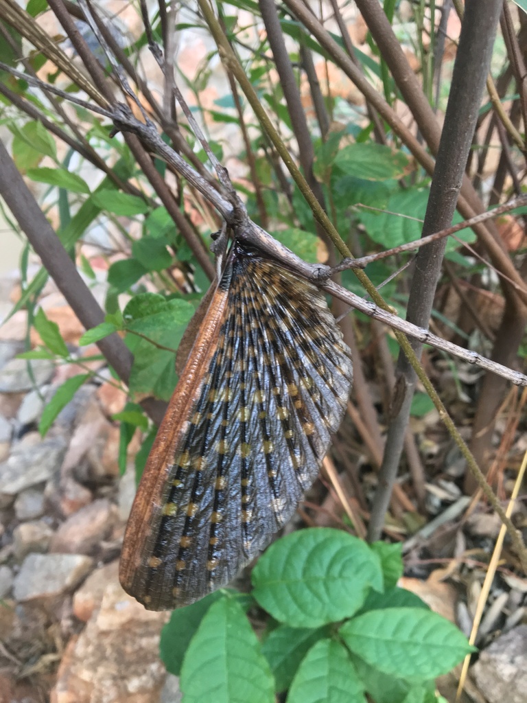 African Giant Stick Insects from Central, BW on February 23, 2022 at 06 ...
