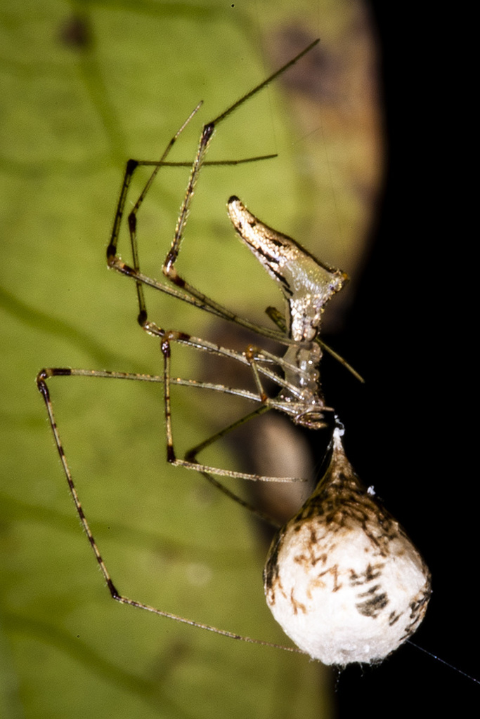 Stretched Thief Spiders from Diwan QLD 4873, Australia on February 21 ...