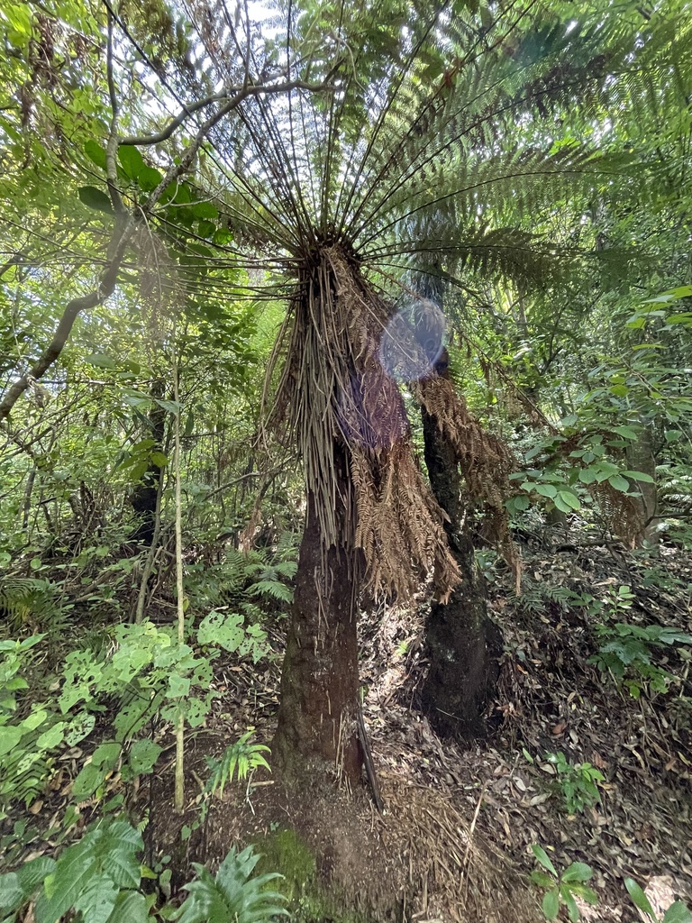 golden tree fern from Merrilands Domain, Merrilands, Taranaki, NZ on ...