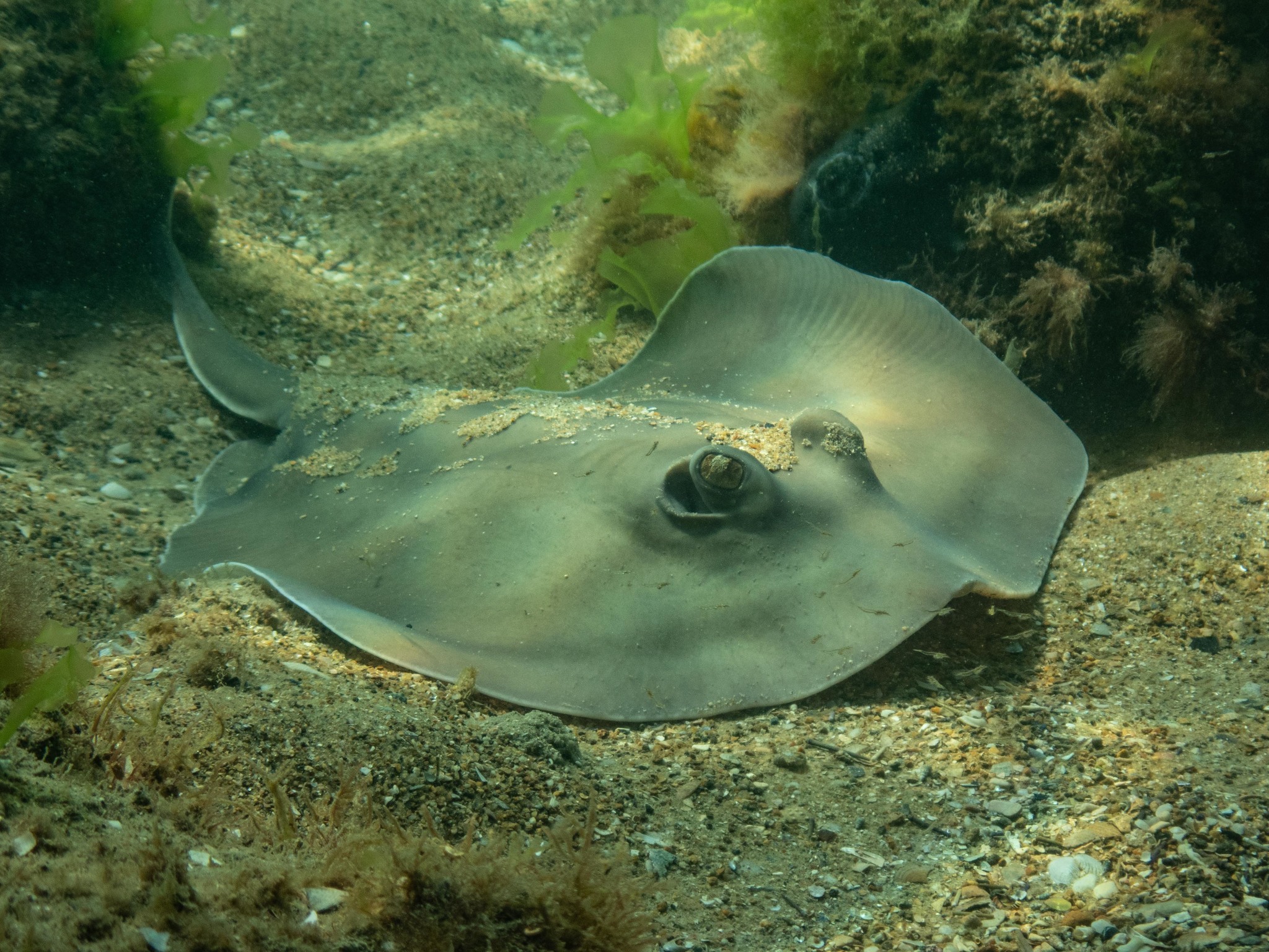 Urolophus paucimaculatus Dixon, 1969