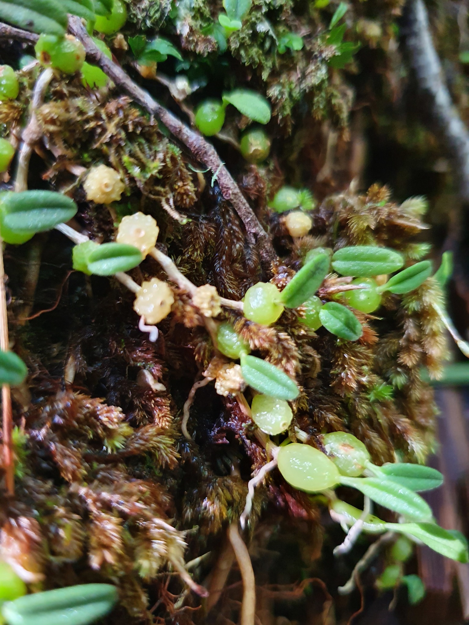 Bulbophyllum pygmaeum (Sm.) Lindl.