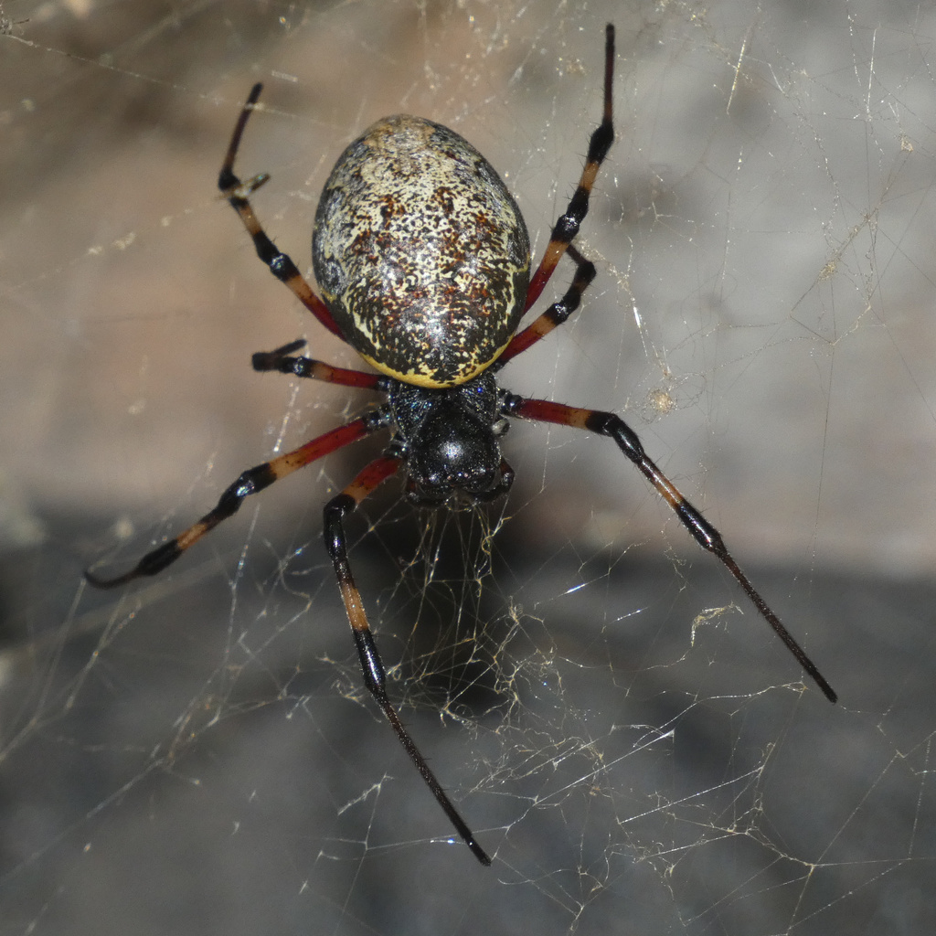 African Hermit Spider from Chipinge, Zimbabwe on October 14, 2021 at 07 ...